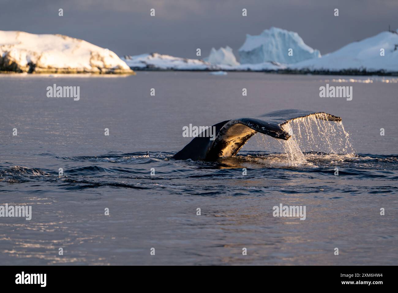 Humpback whale in the Southern Ocean. Antarctica Stock Photo - Alamy