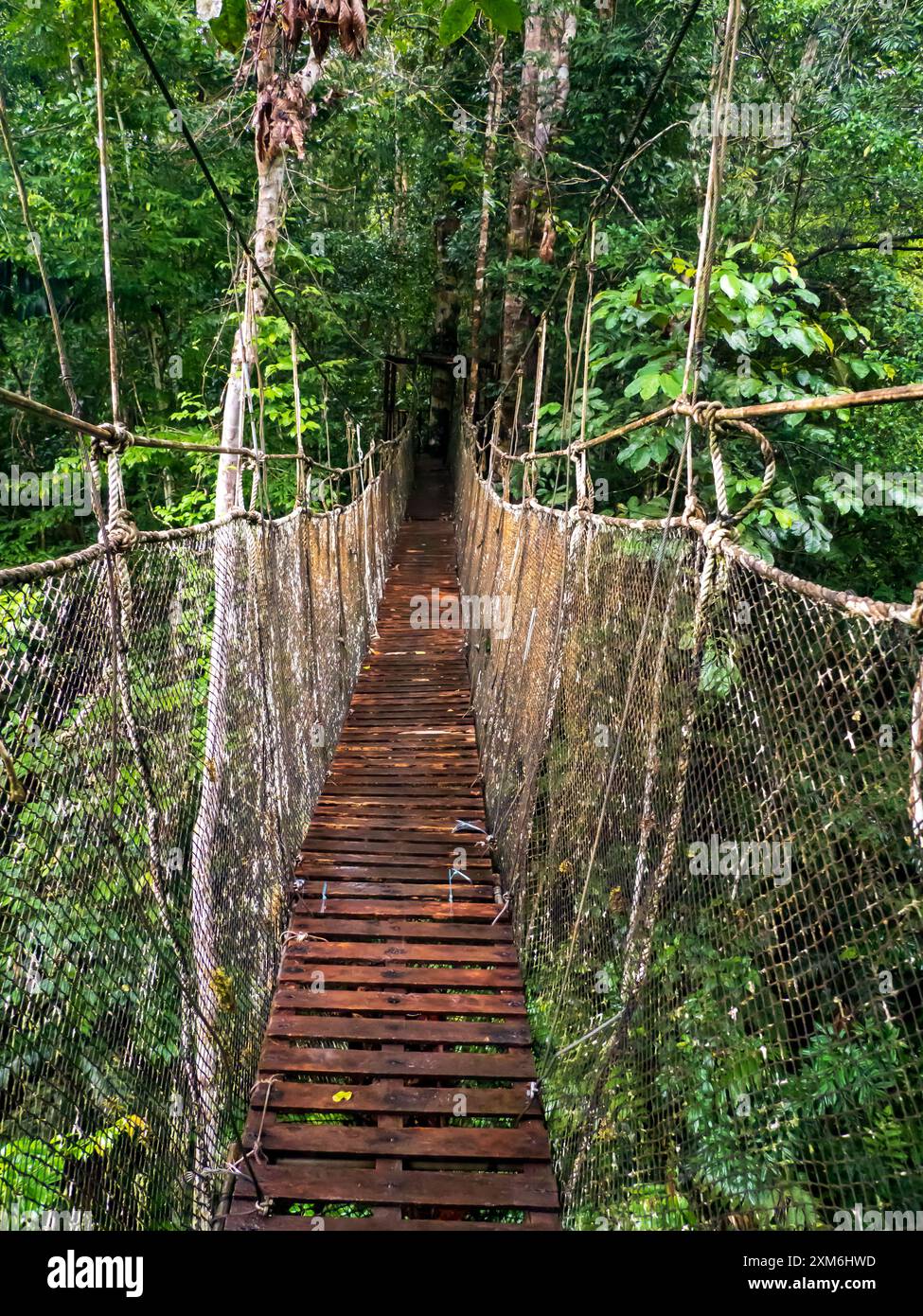 Amazon rainforest bridge wood hi-res stock photography and images - Alamy