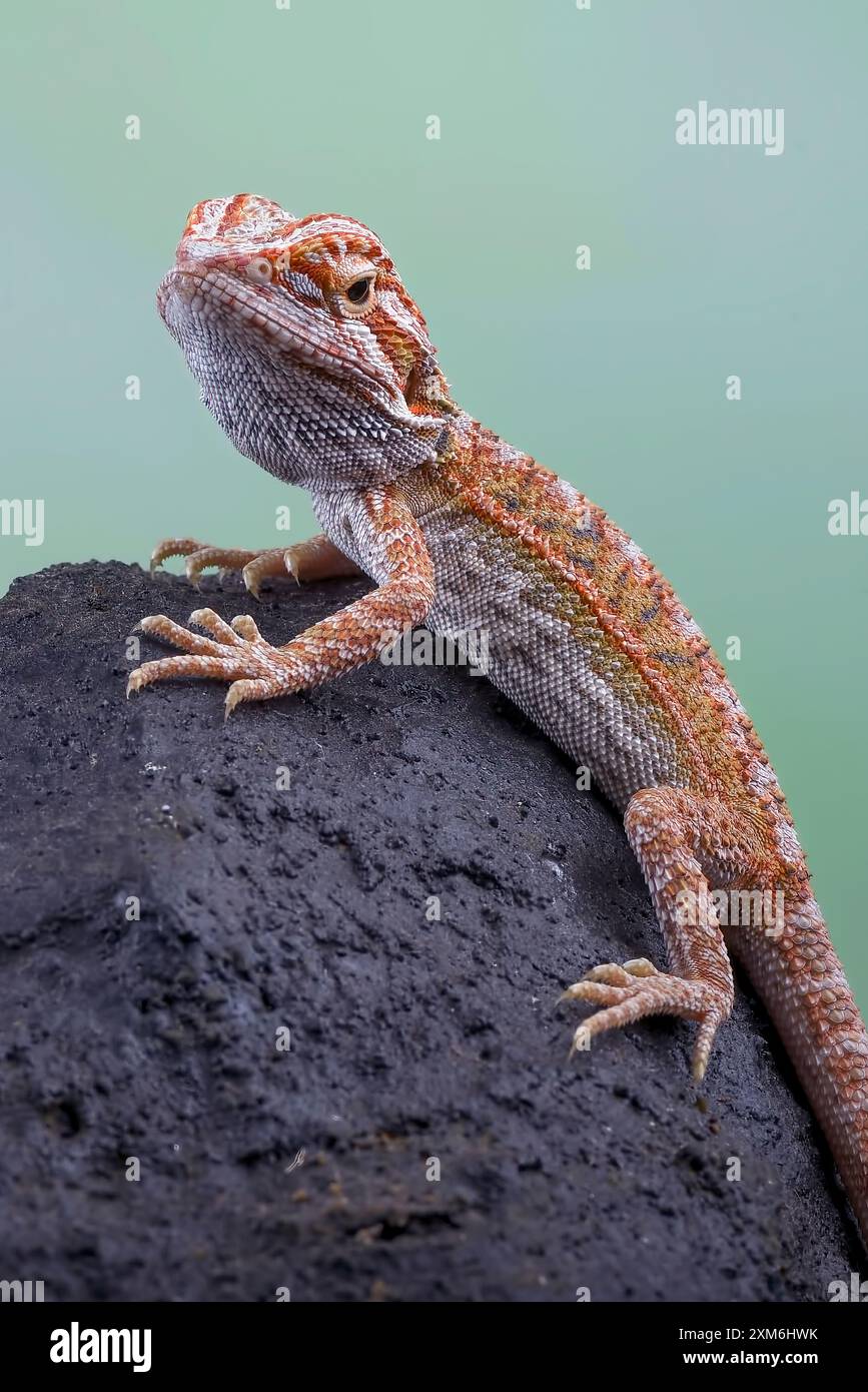 Bearded dragon sitting on the rock Stock Photo - Alamy