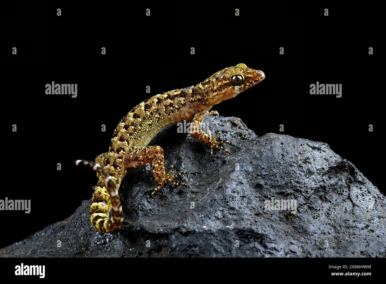 The muria rock gecko on a rock Stock Photo - Alamy