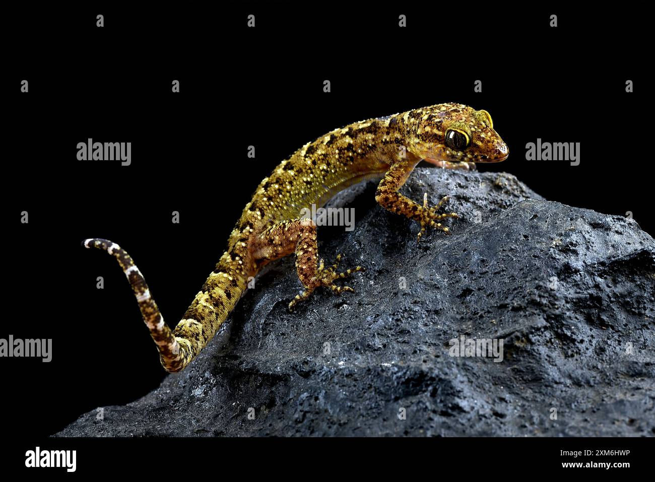 The muria rock gecko on a rock Stock Photo - Alamy