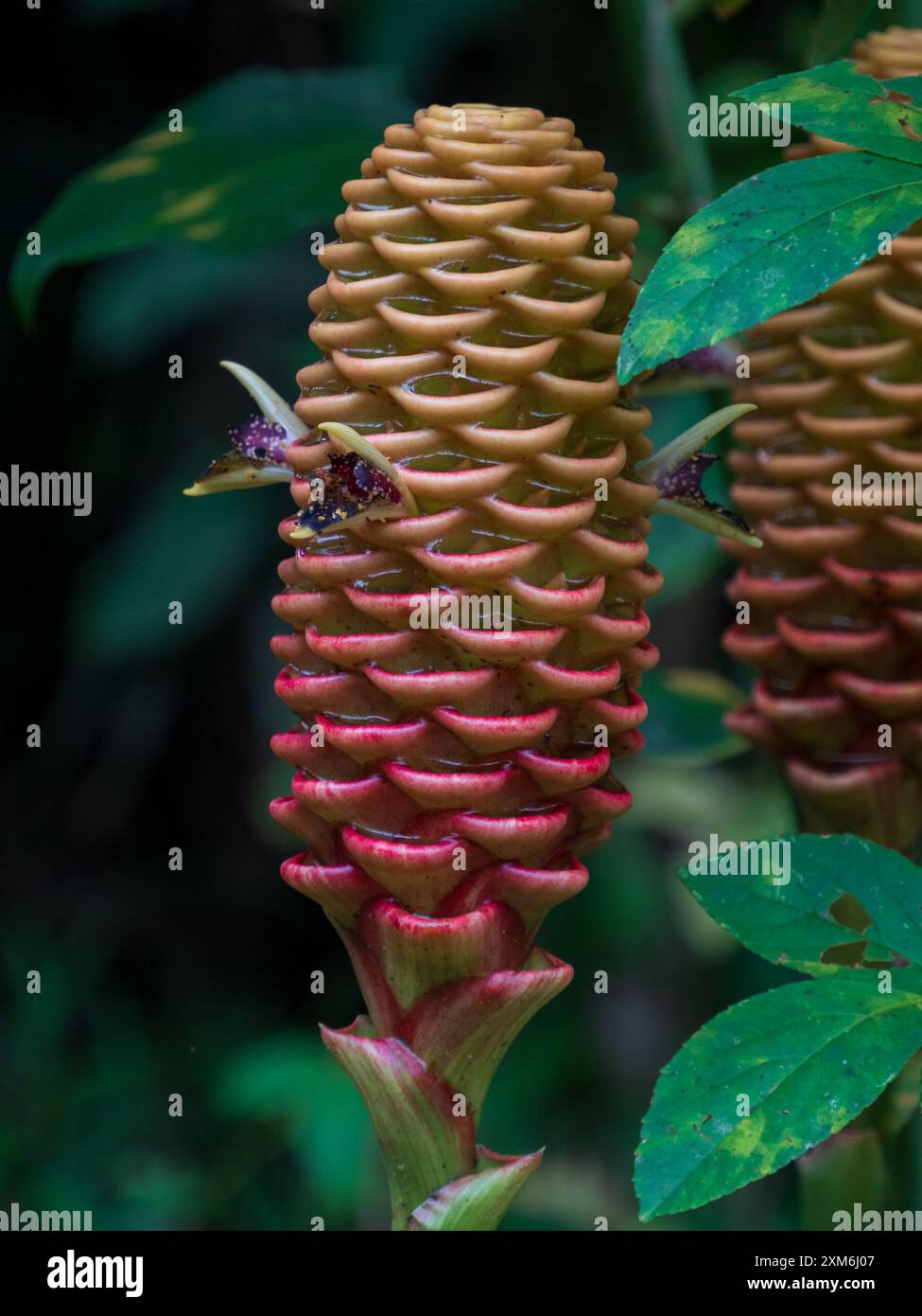 Plant is known in the West by the common name "beehive ginger", due to ...