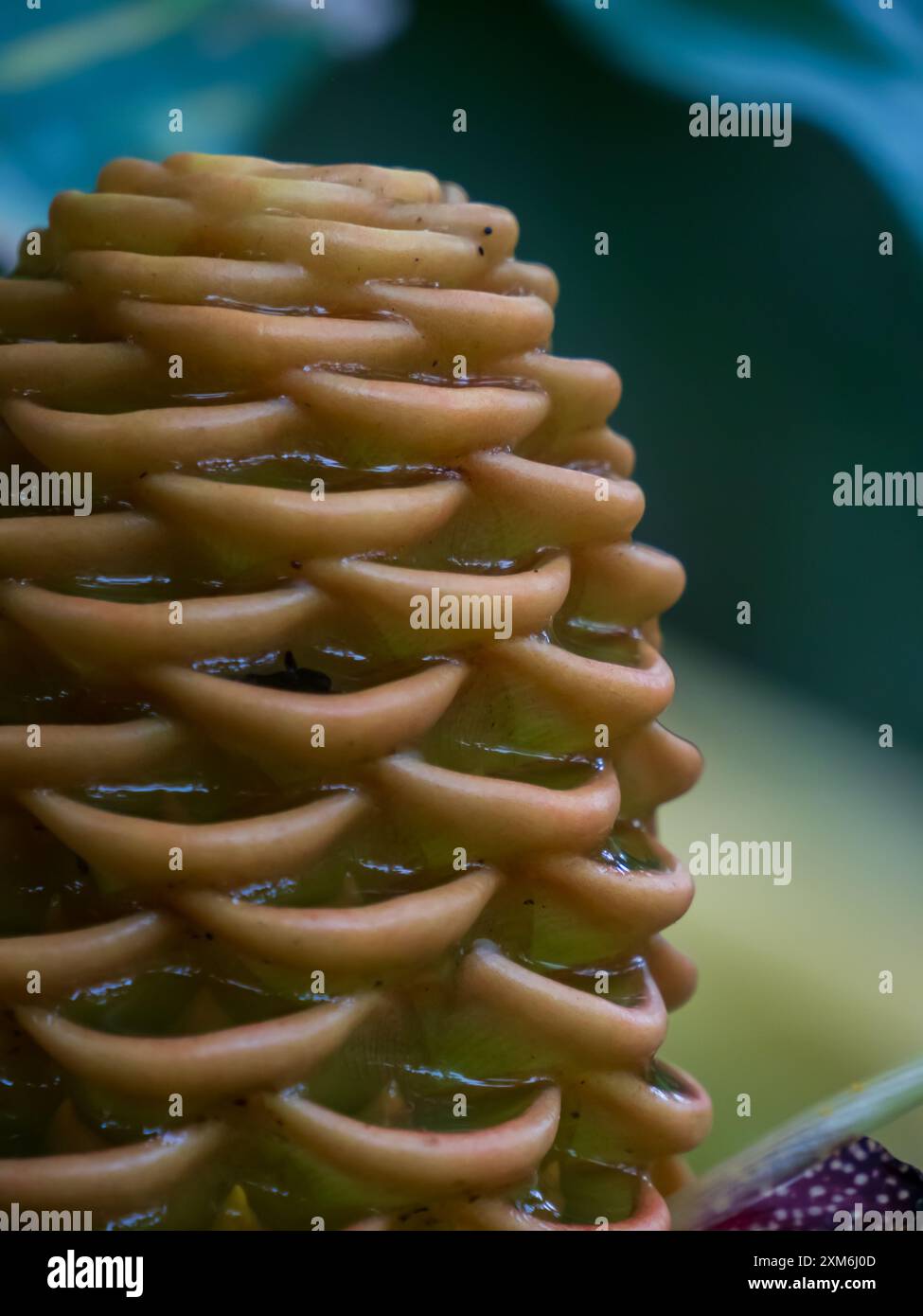 Plant is known in the West by the common name "beehive ginger", due to ...