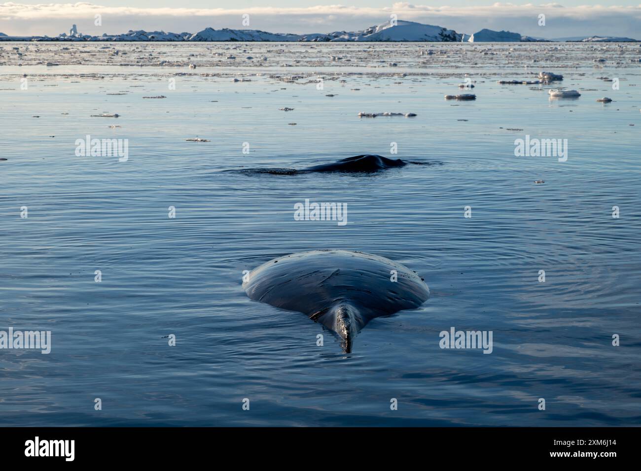 Humpback whale in the Southern Ocean. Antarctica Stock Photo - Alamy