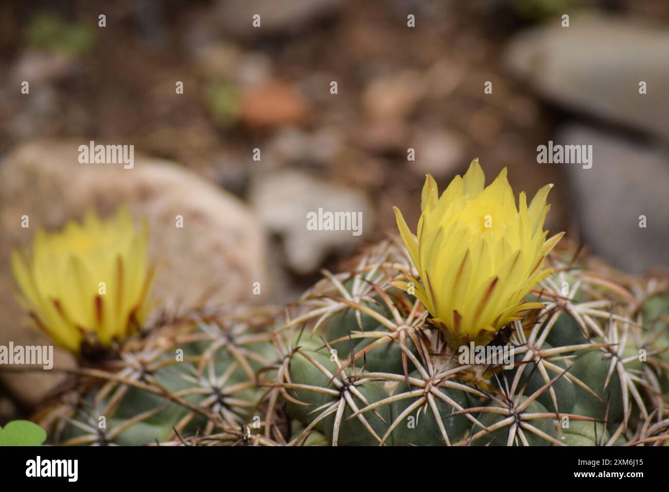 Close up yellow blooming cactus hi-res stock photography and images - Alamy