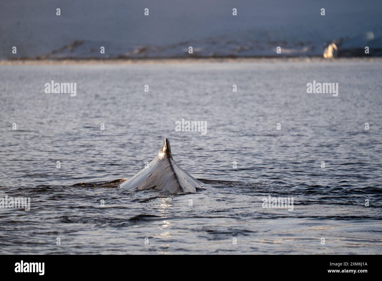 Humpback whale in the Southern Ocean. Antarctica Stock Photo - Alamy