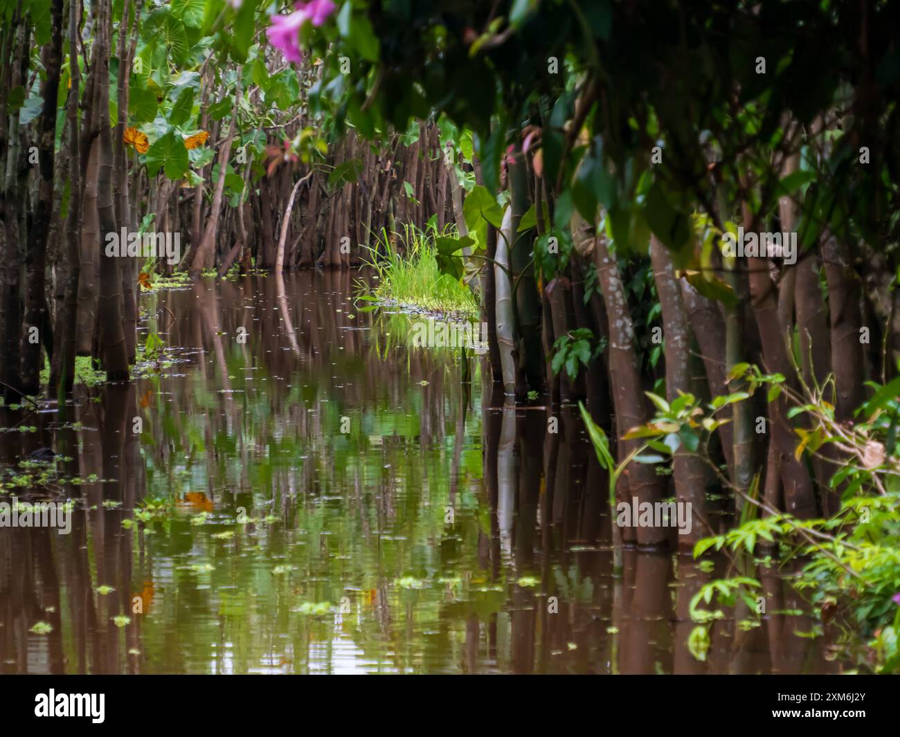 Yautia madera hi-res stock photography and images - Alamy