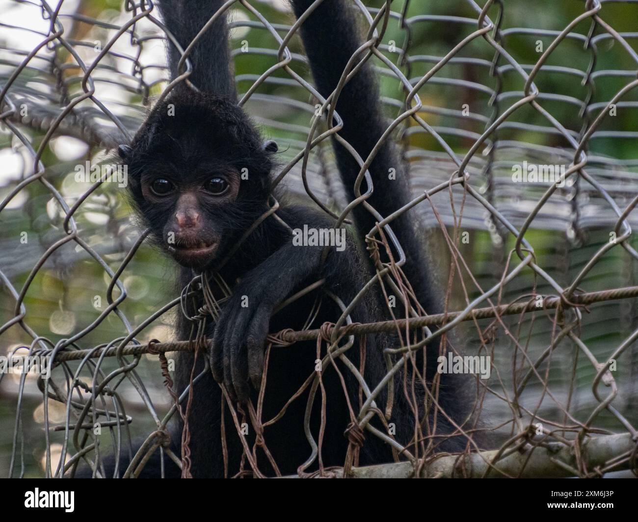 Sad monkey in a cage at the Petting Zoo in Tabatinga, Brazil, Amazonia ...