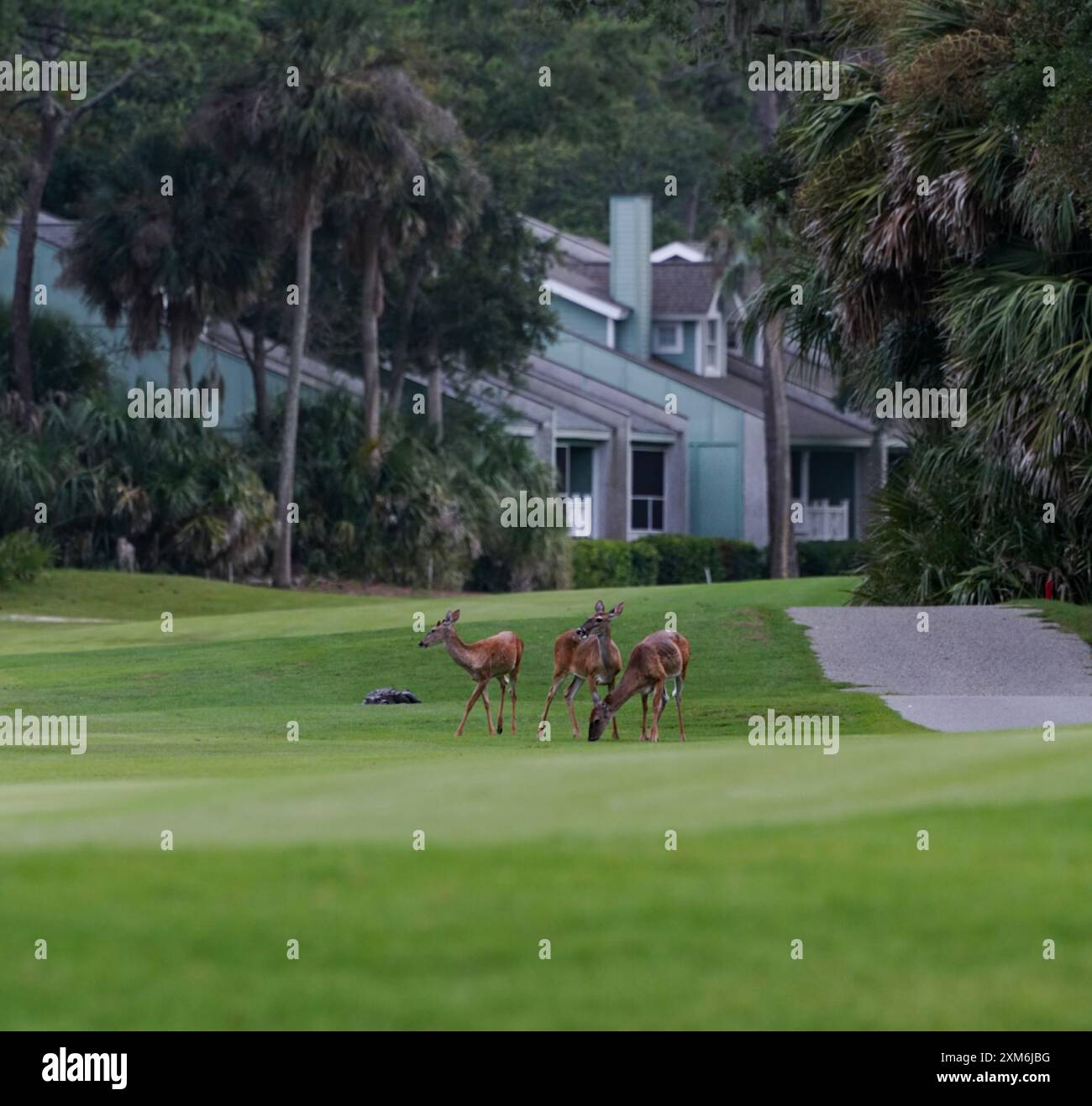 3 deer on a golf course with an alligator Stock Photo - Alamy