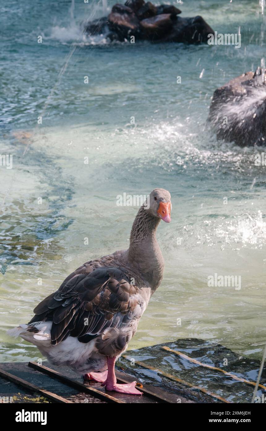 the goose waits to enter the lake water gushing out Stock Photo - Alamy