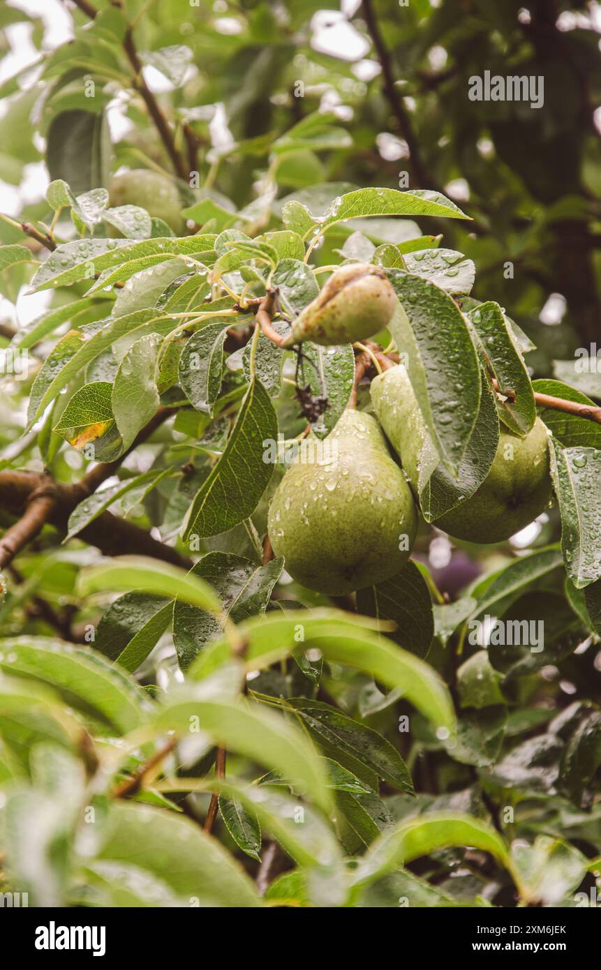 Fruit with leaves attached hi-res stock photography and images - Alamy