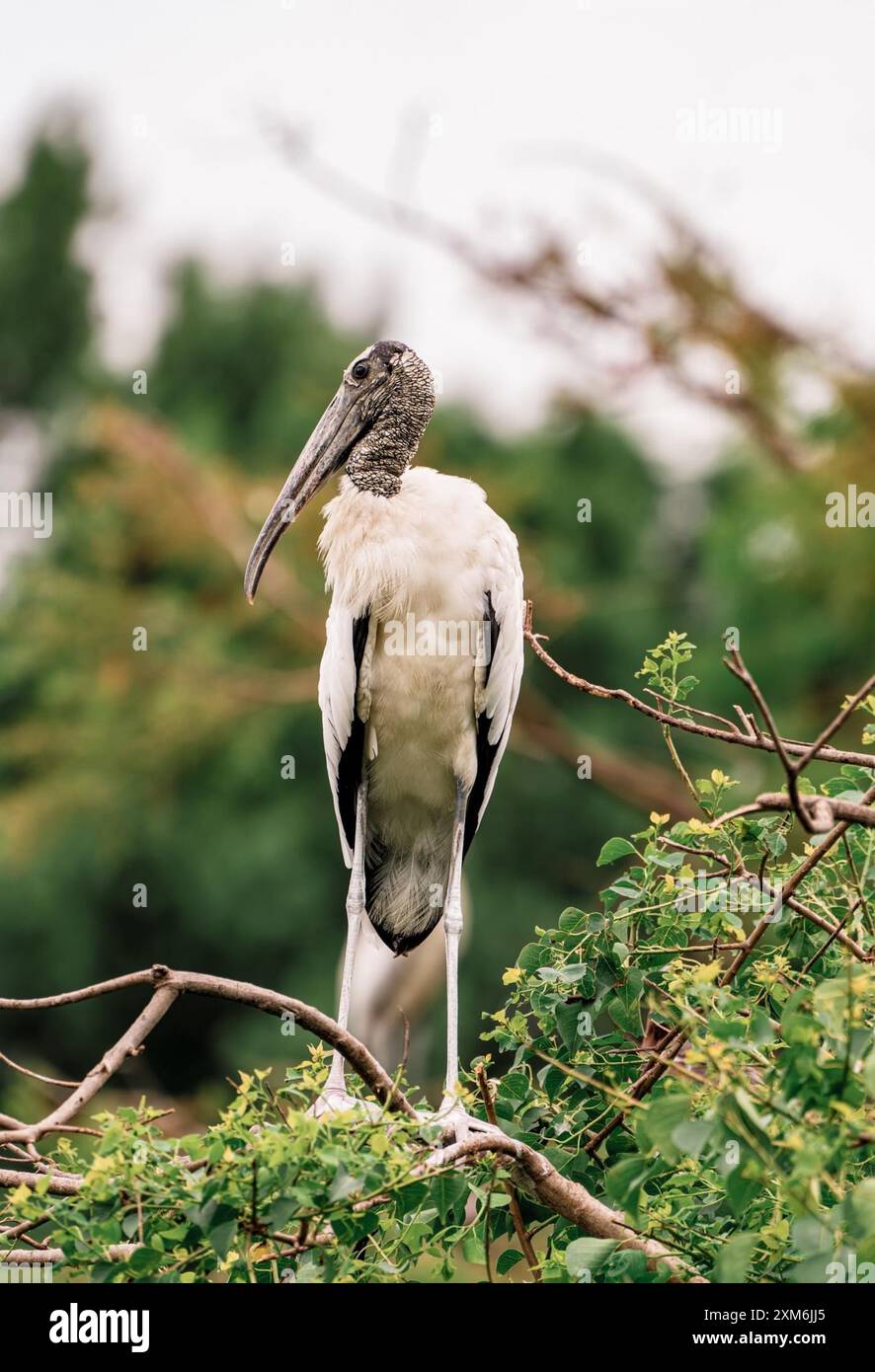 White stork bird landing hi-res stock photography and images - Alamy