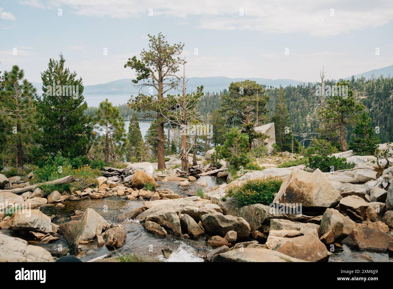 Wildflowers pine trees overlook hi-res stock photography and images - Alamy