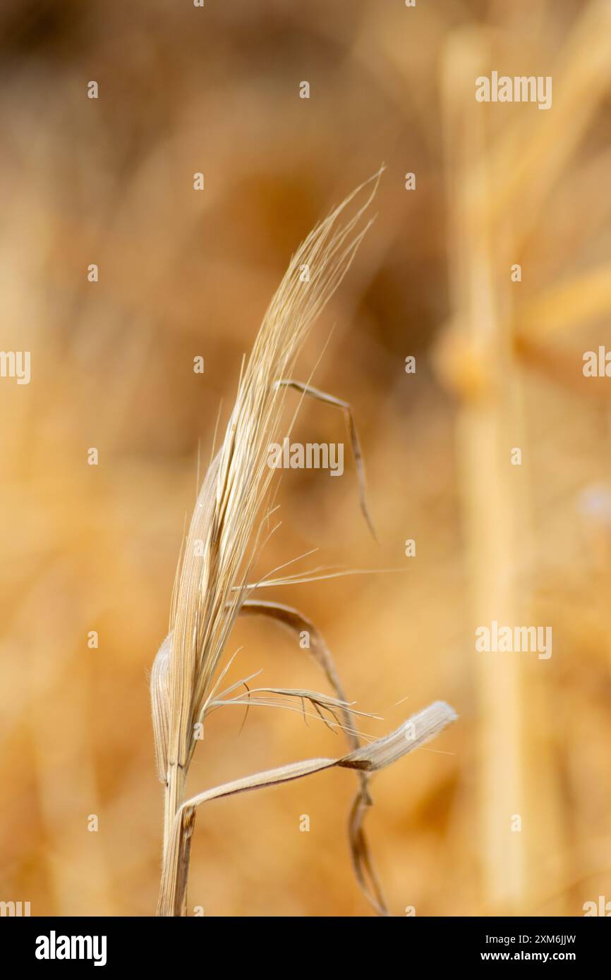 isolated dry ear of false barley on a field in summer. Hordeum murinum ...