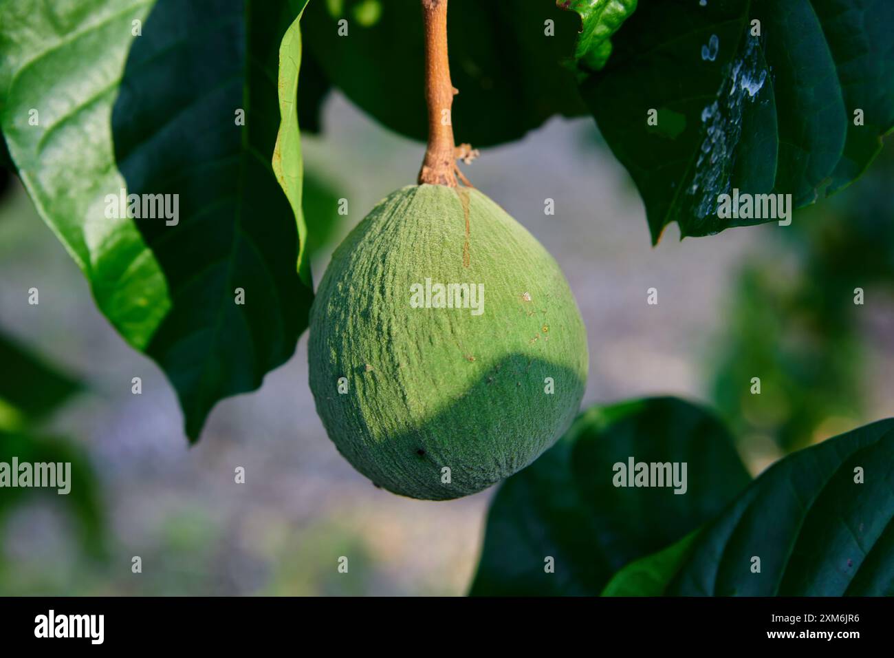 Santol tree hi-res stock photography and images - Alamy