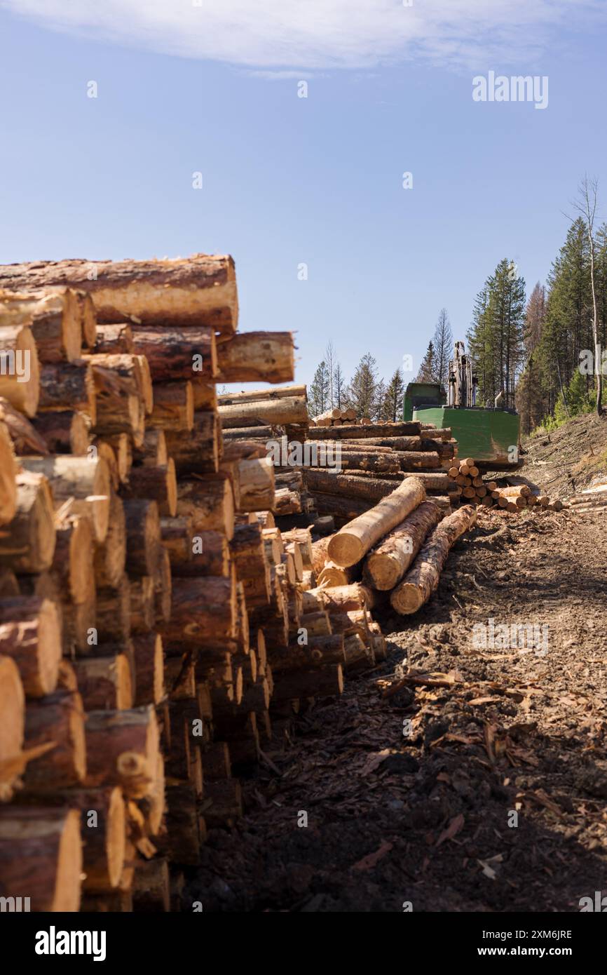 Logged burnt timber from wildfire in a piled next to logger Stock Photo ...
