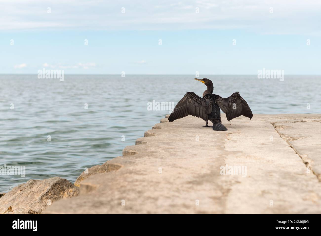 Back view of a double-breasted cormorant sunning it's wings on dock ...