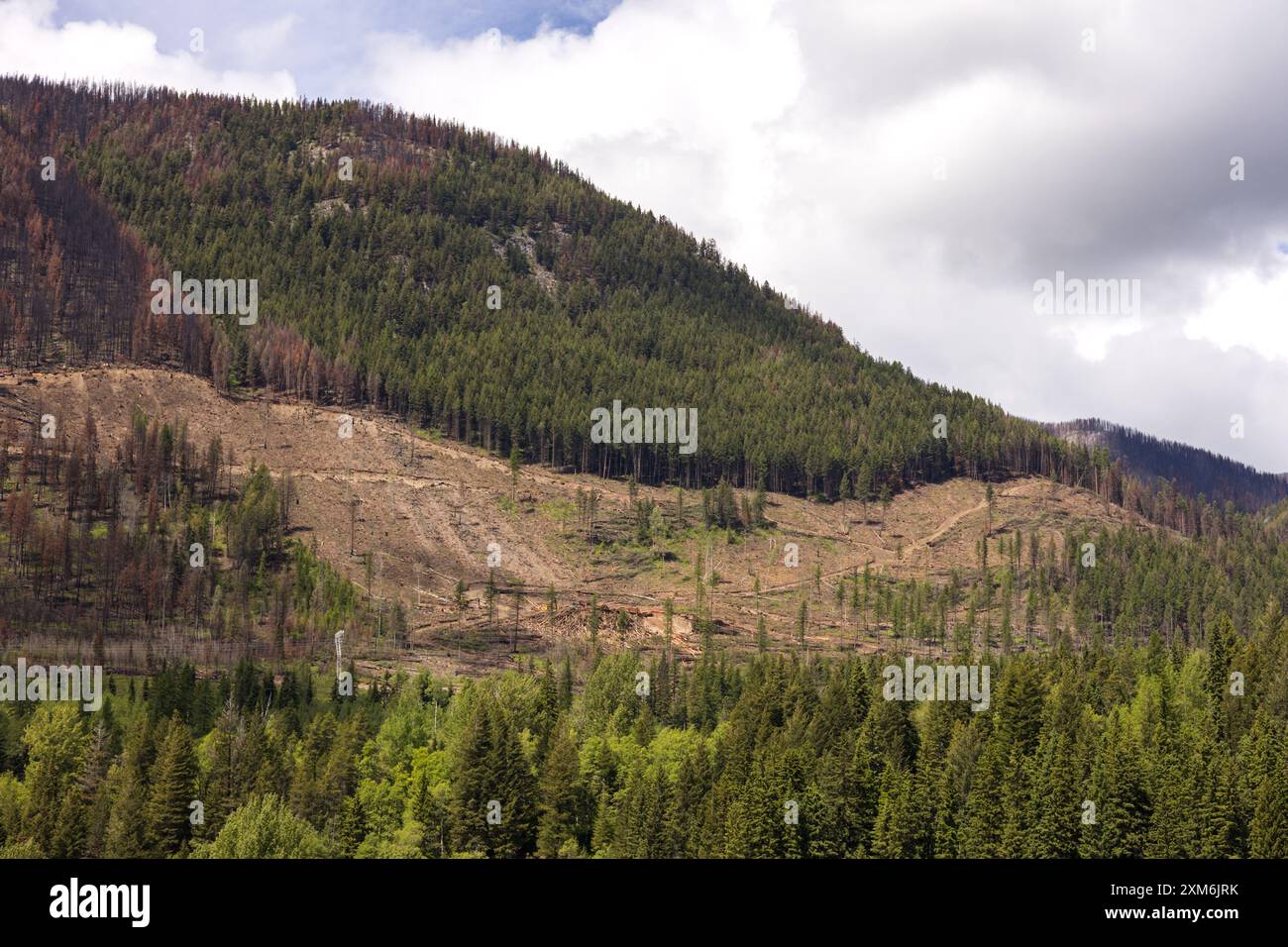 View of mountainside clearcut after wildfire in British Columbia Stock ...