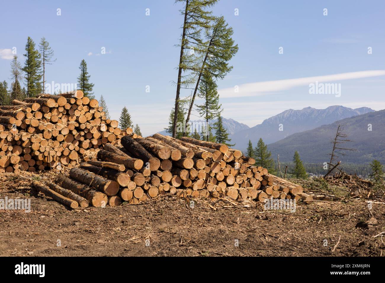 Loggers pile cut timber from wildfire in stacks on mountainside Stock ...