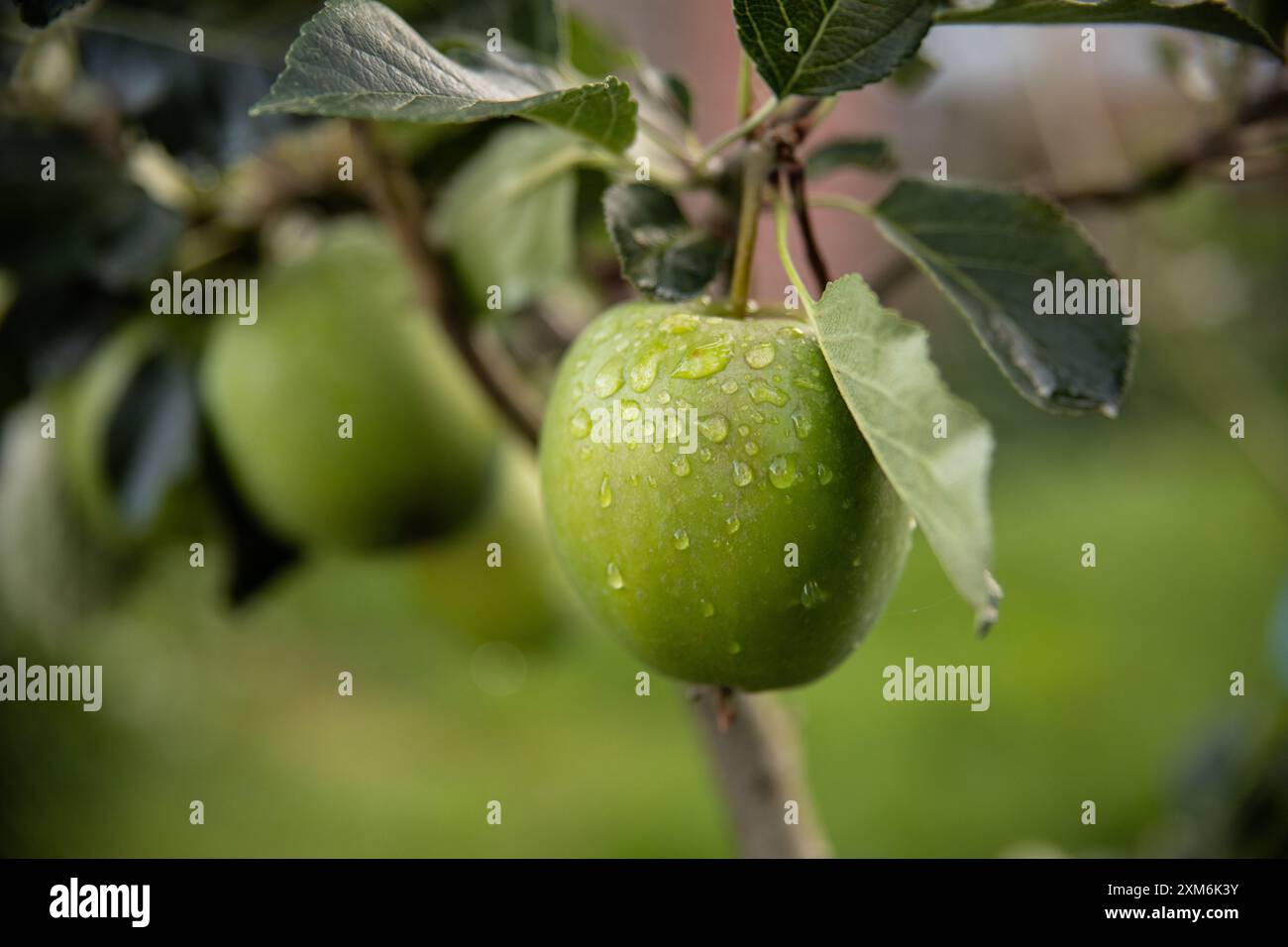 Green apple orchid hi-res stock photography and images - Alamy