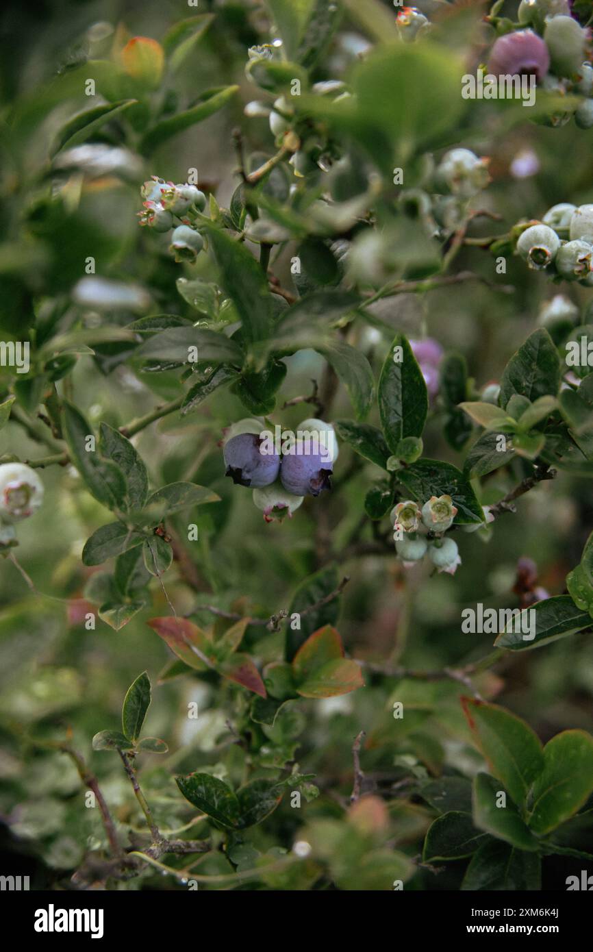 Blueberry flowering plant with berries Stock Photo - Alamy