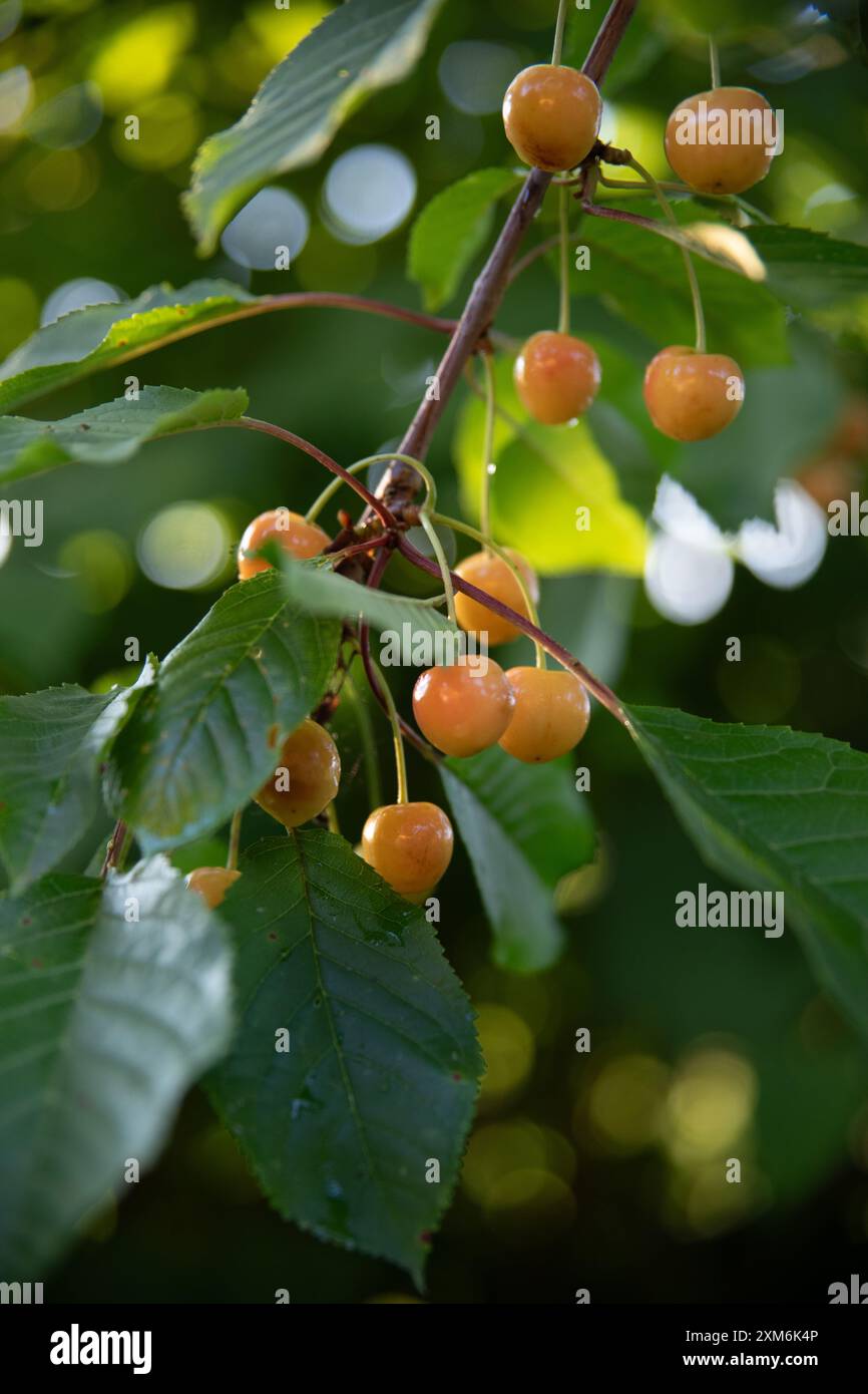 Yellow cherries in the tree Stock Photo - Alamy