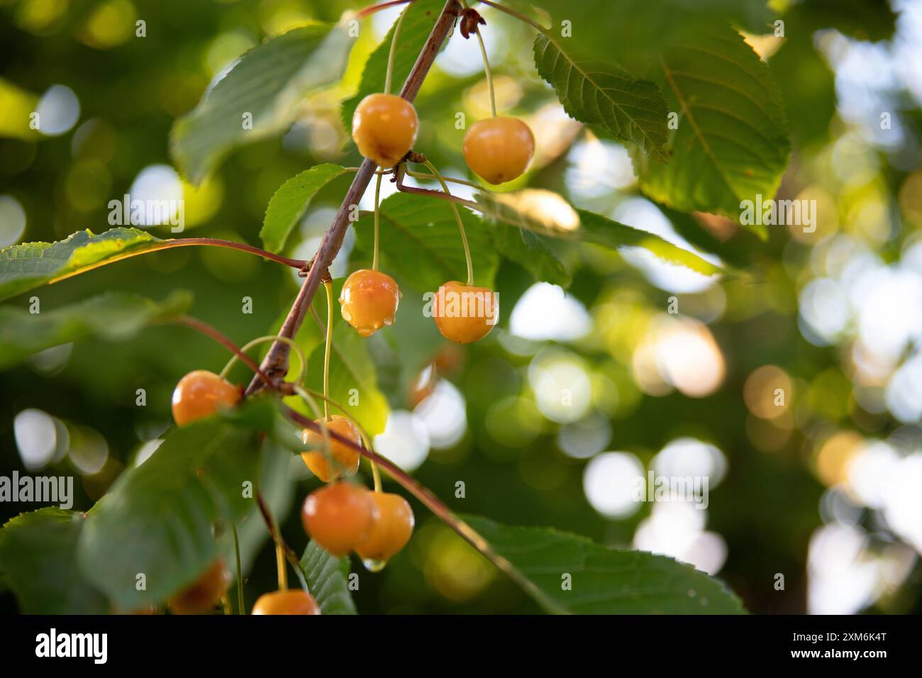Light yellow orange hi-res stock photography and images - Alamy