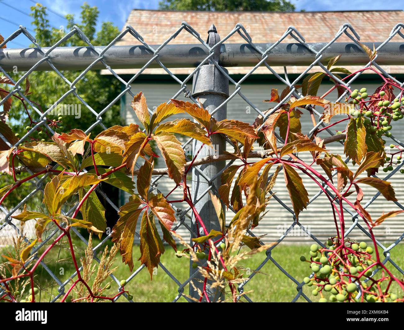 Vine leaves intertwined with chain-link fence in front of white shed ...
