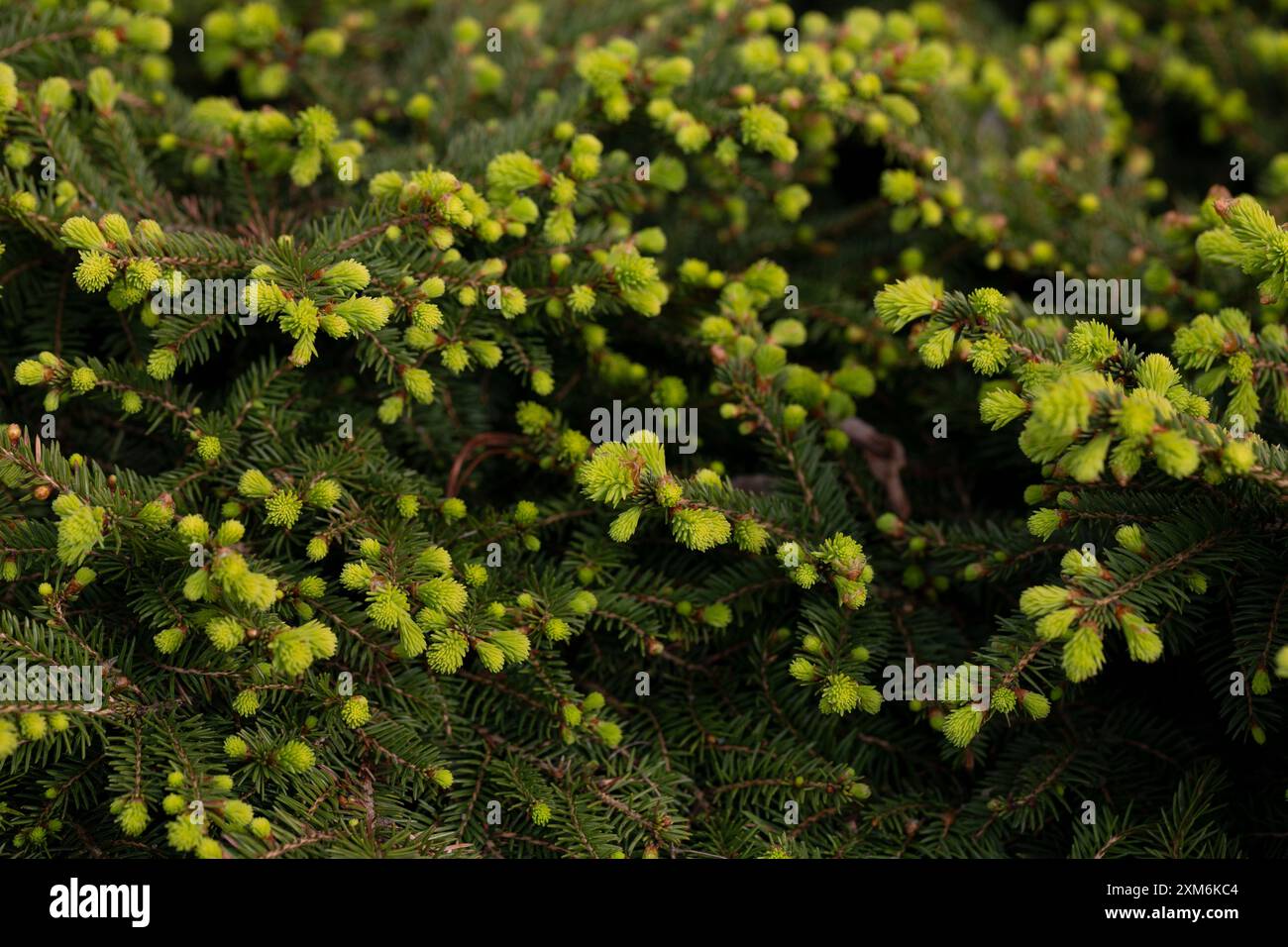 Spruce spring fruit. spring-harvested spruce tips have been used by the ...