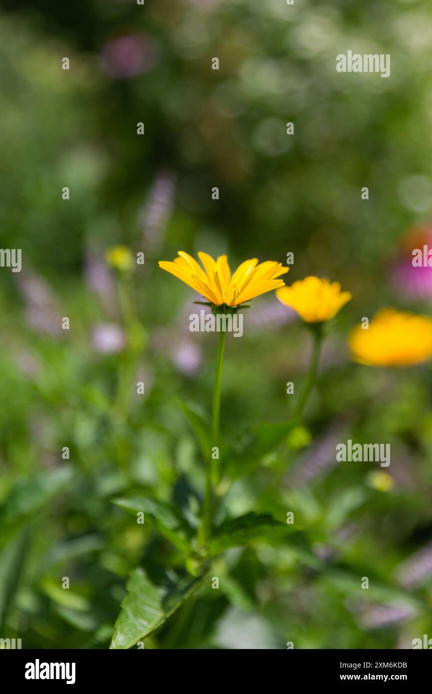 Slender flower stalk hi-res stock photography and images - Alamy