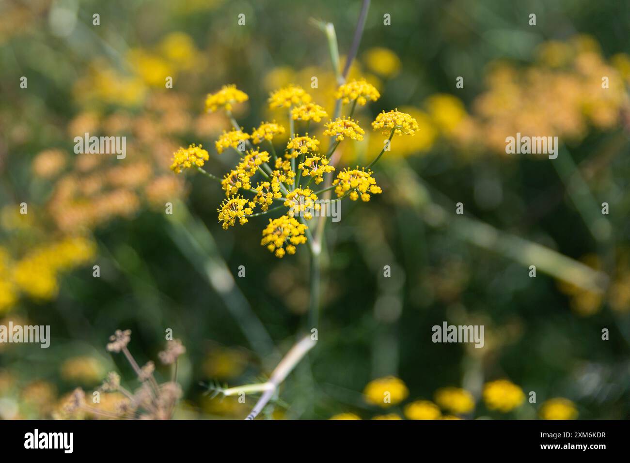 Beautiful fennel flowers hi-res stock photography and images - Alamy