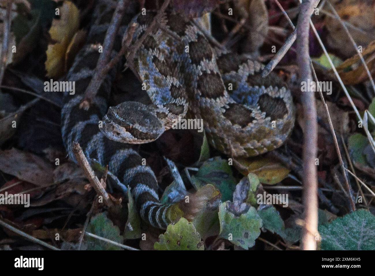 Baby Rattle Snake Close Up Stock Photo - Alamy