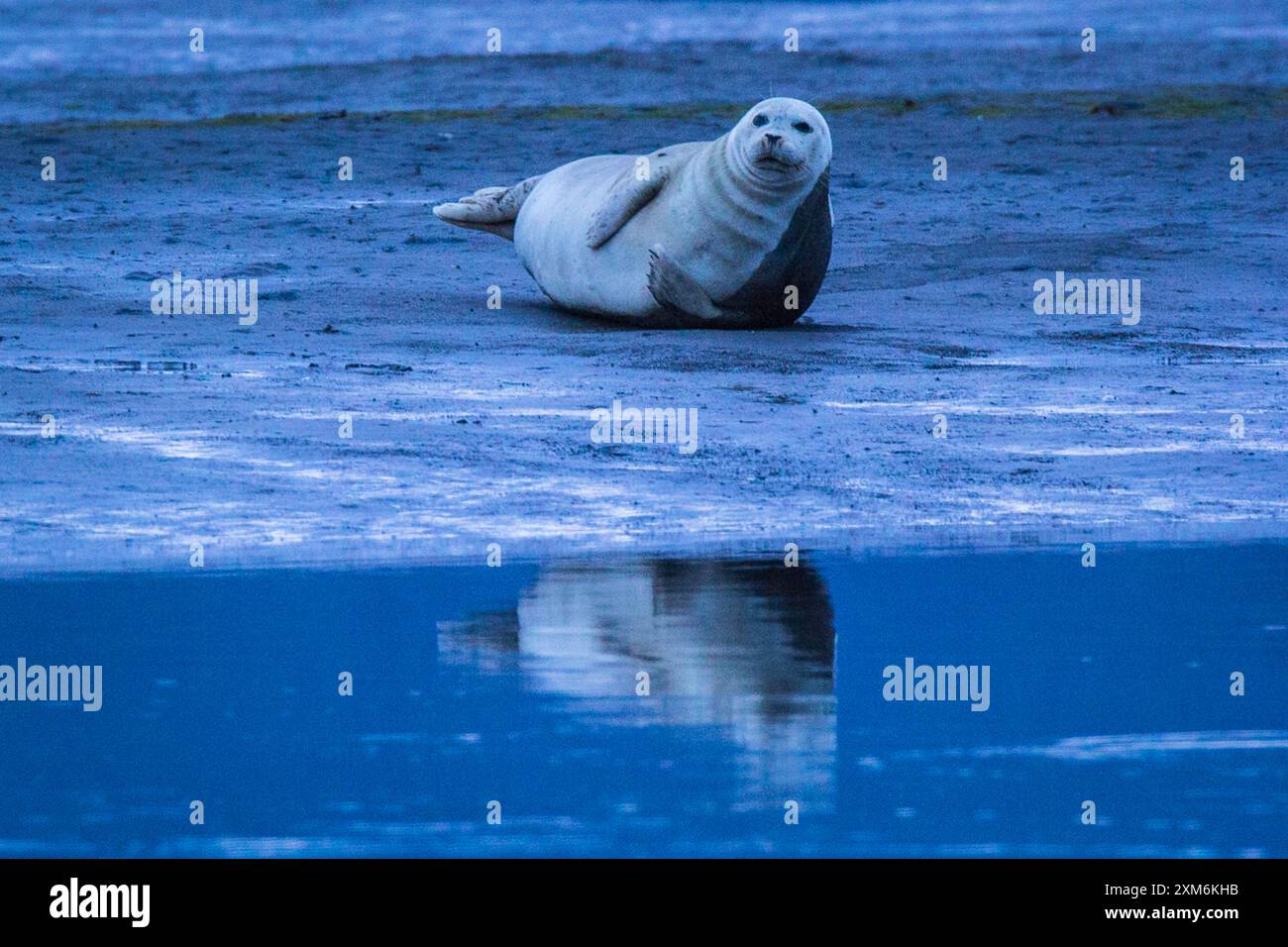 Quizical hi-res stock photography and images - Alamy