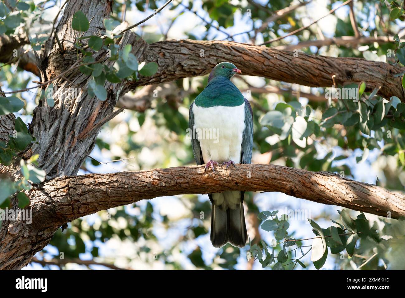 Kereru Native New Zealand Pigeon in Tree Stock Photo - Alamy