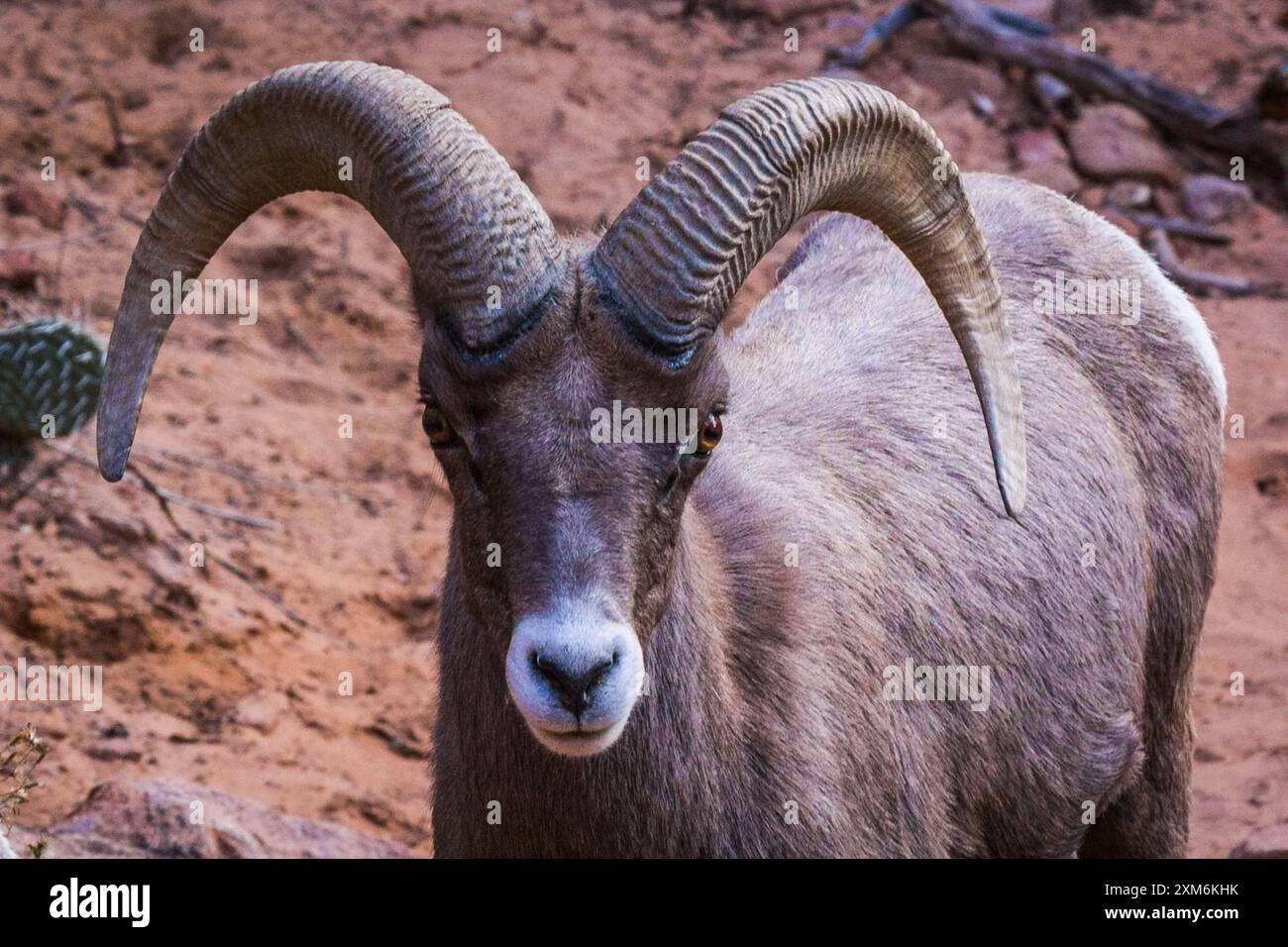 Ram and the he goat hi-res stock photography and images - Alamy