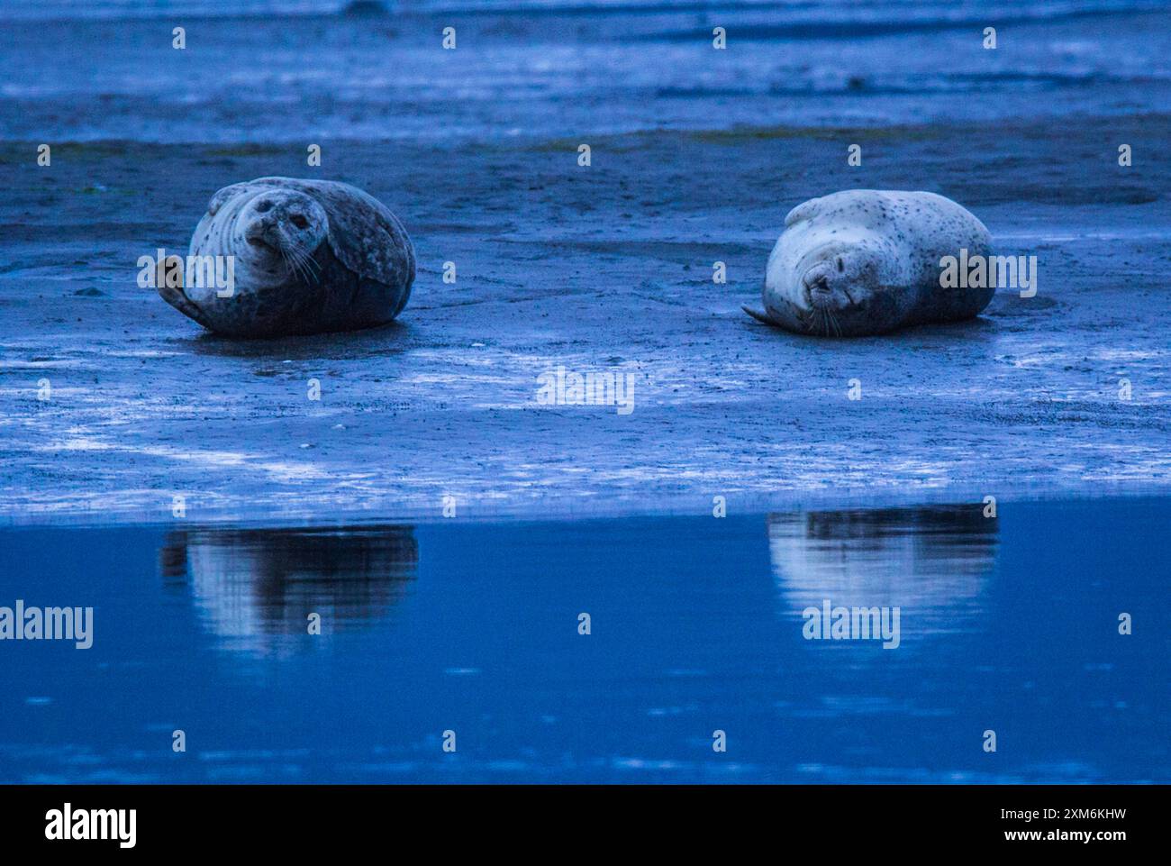Close up two seals hi-res stock photography and images - Alamy