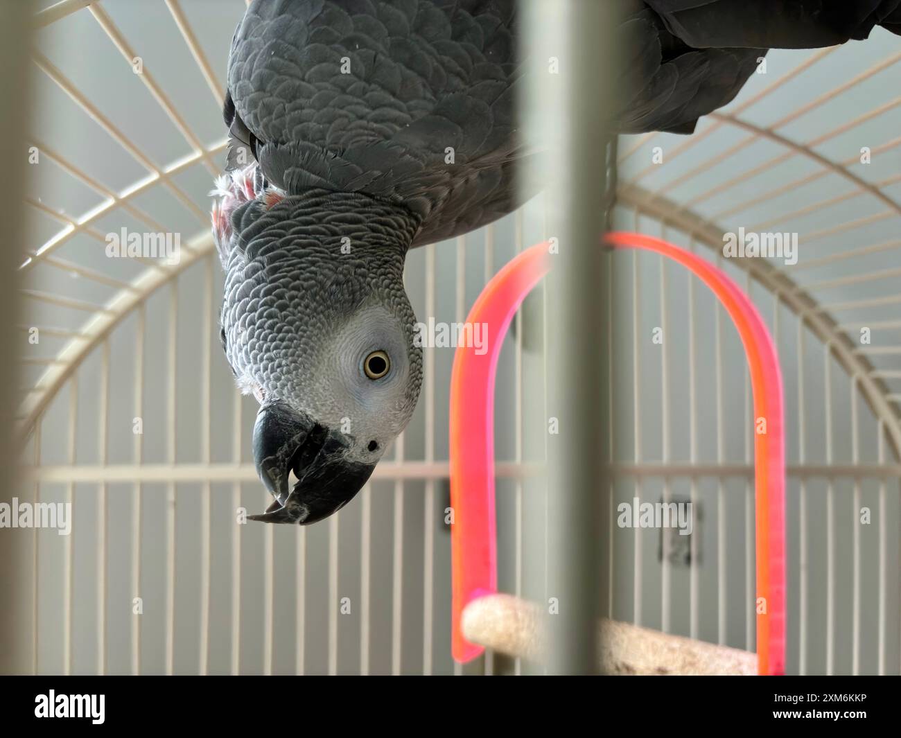 African avian habitat hi-res stock photography and images - Alamy