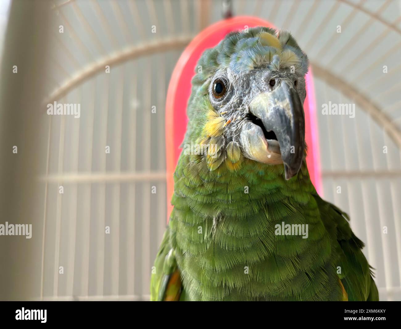 Serious green orange-winged Amazon parrot in front of hot pink swing ...