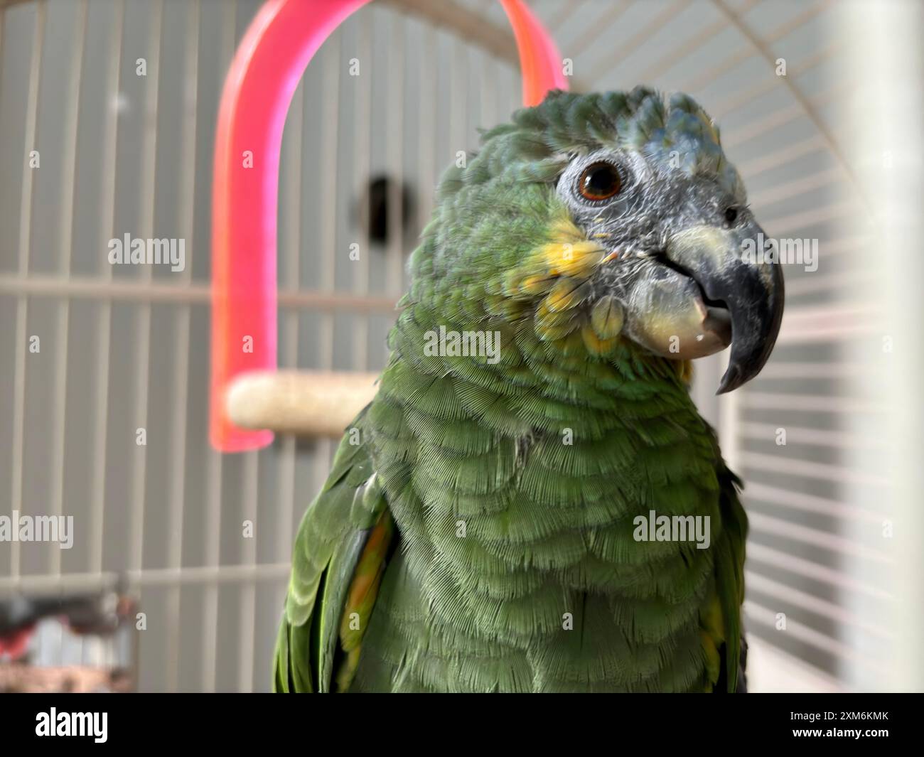 Blue green pink plumage hi-res stock photography and images - Alamy