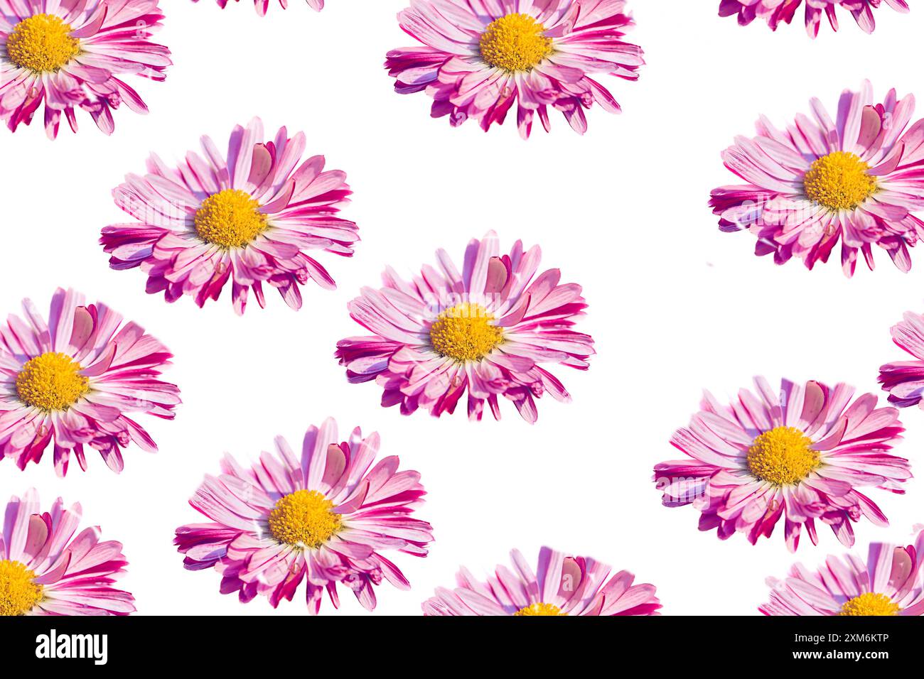 a small grassland plant that has flowers with a yellow disk and white ...