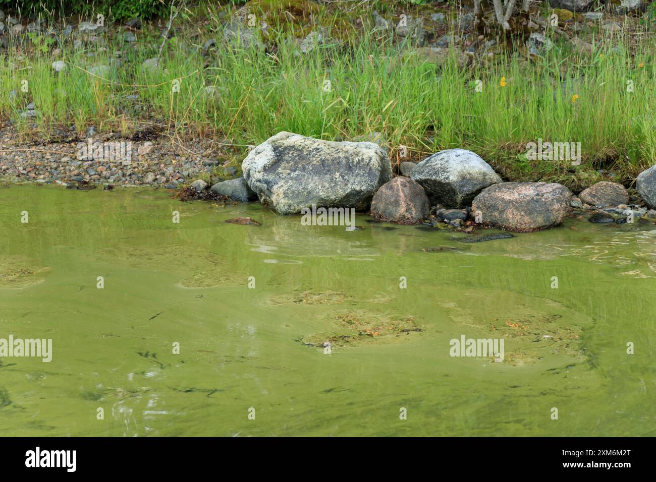 Water pollution by blooming blue-green algae - Cyanobacteria is world ...