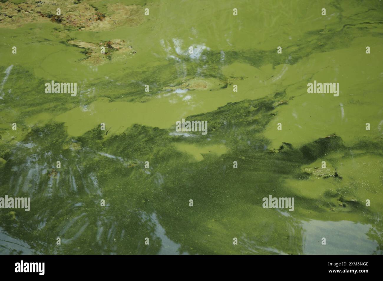 Water pollution by blooming blue-green algae - Cyanobacteria is world ...