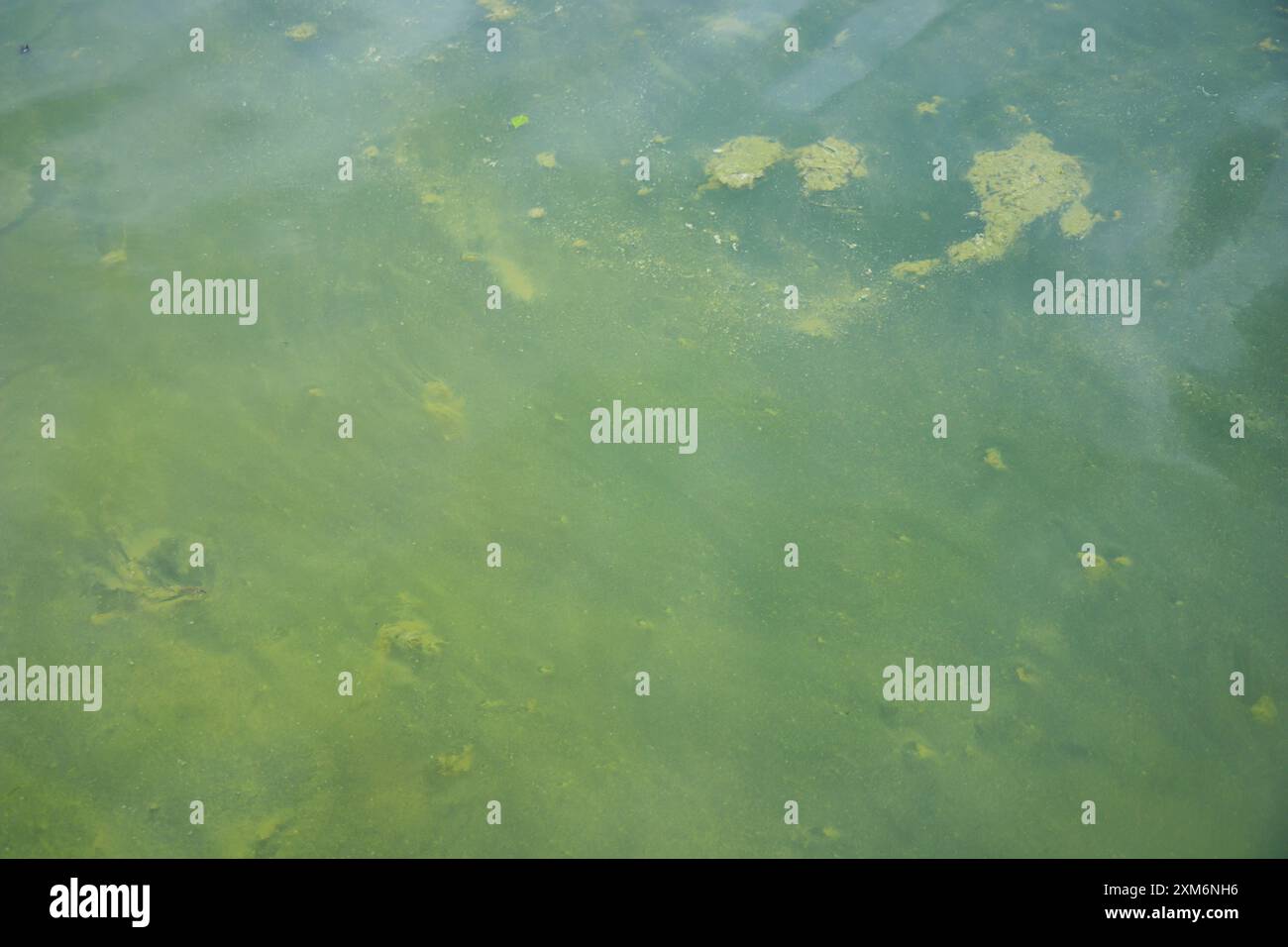 Water pollution by blooming blue-green algae - Cyanobacteria is world ...