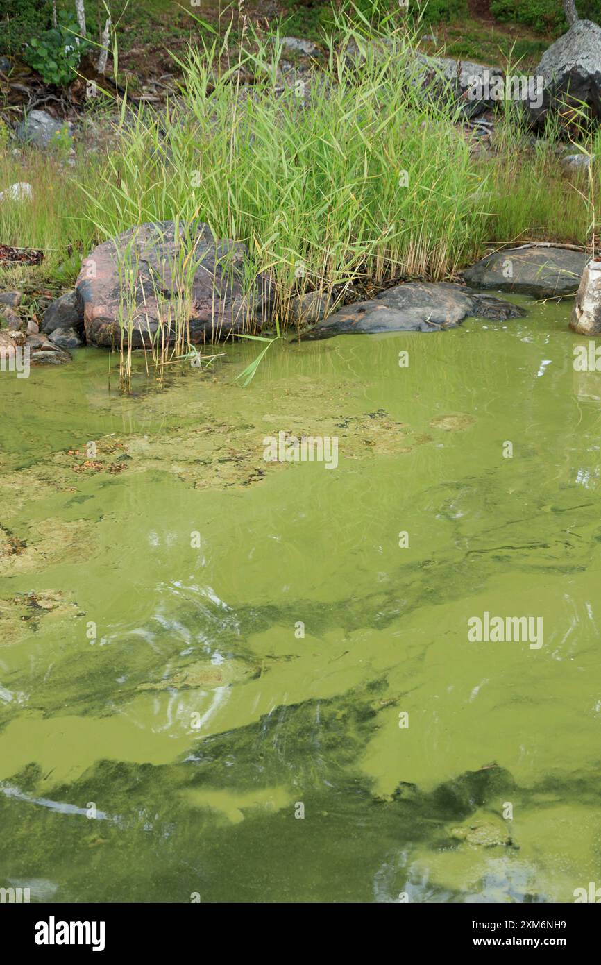 Green algae on the surface of the water in Baltic sea. Flowering water ...