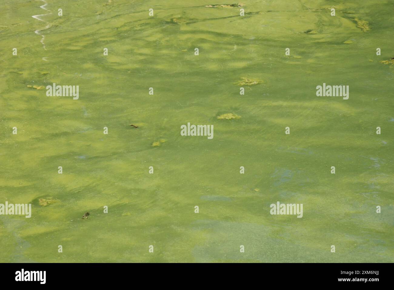 Water pollution by blooming blue-green algae - Cyanobacteria is world ...