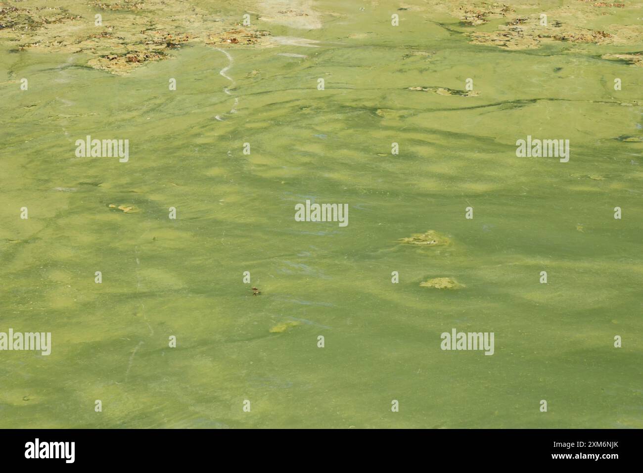 Green algae on the surface of the water in Baltic sea. Flowering water ...
