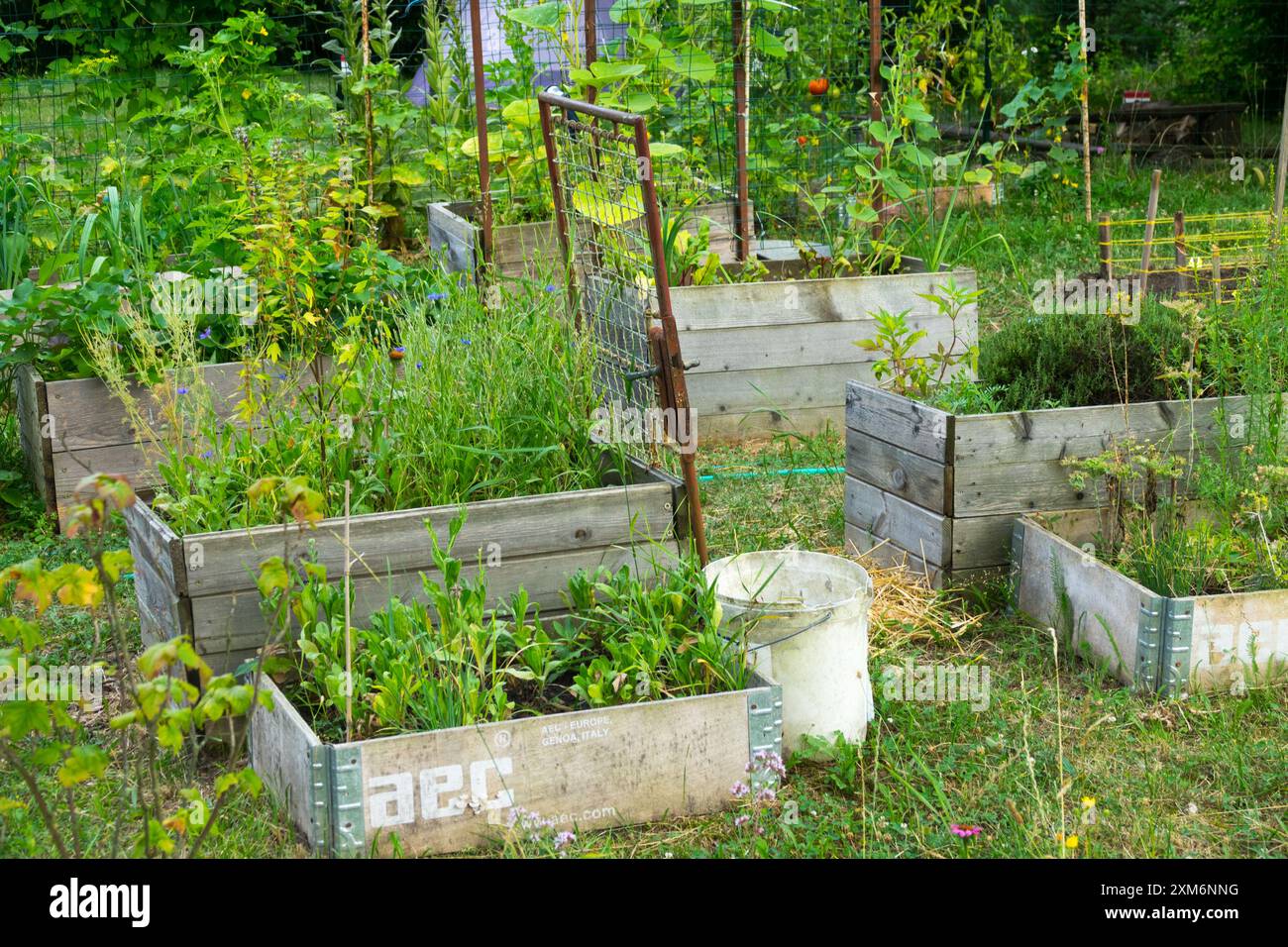 Raised beds plants growing Garden Allotment Gardening place Stock Photo ...