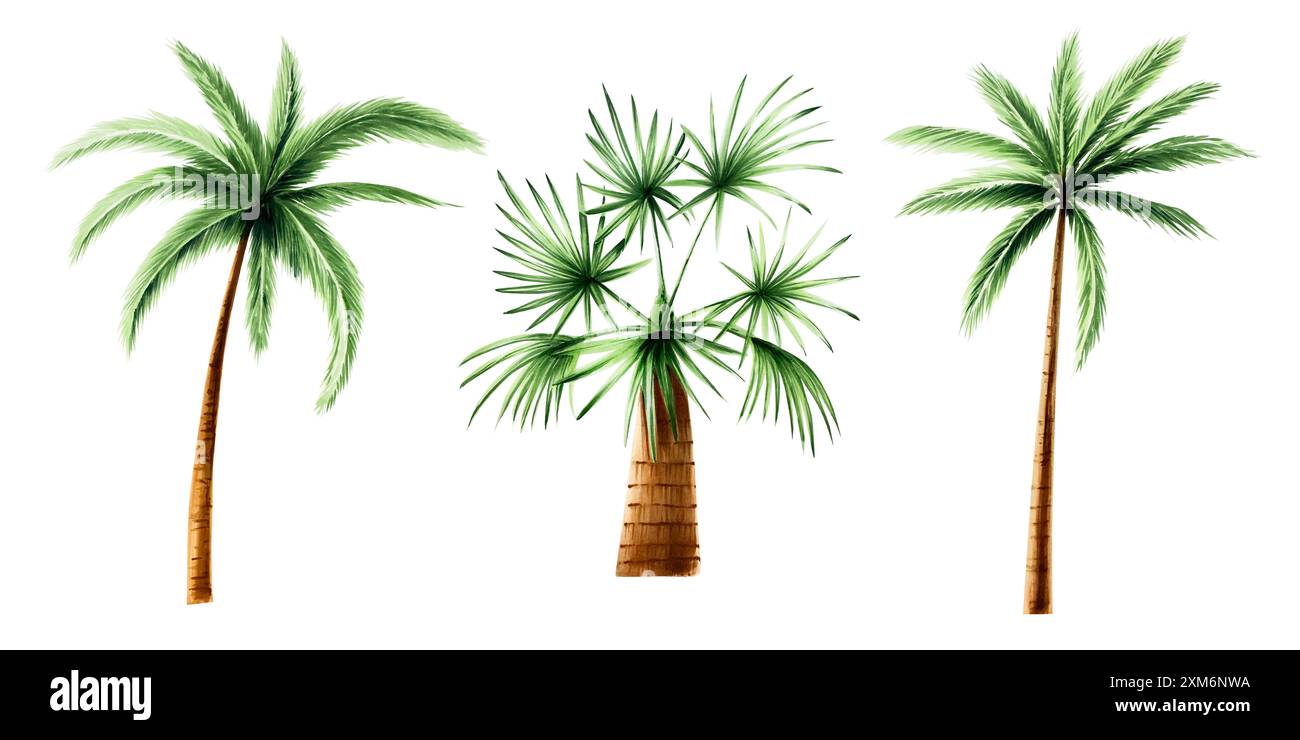 Set of green palm trees. Coconut trees clipart. Watercolor hand drawn ...
