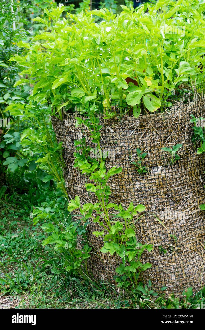 Potatoes Plants Growing in Straw Bale Solanum tuberosum July Stock ...
