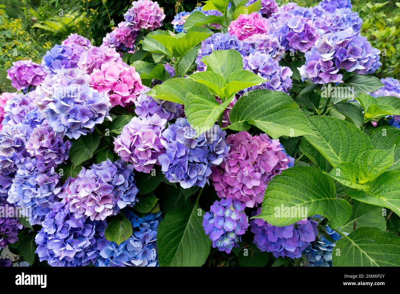 Purple Blue Flowers Blooming Colourful Hydrangea macrophylla Bigleaf Hydrangea Mophead Lacecap ...